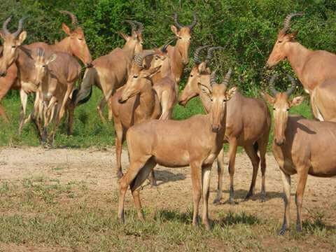 Yankari Game Reserve, The home of wildlife in Nigeria. - Our Travel & Tour