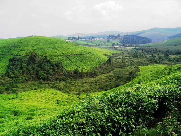 Rwanda's Kibira National Park - Our Travel & Tour