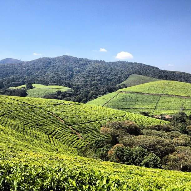 Rwanda's Kibira National Park - Our Travel & Tour