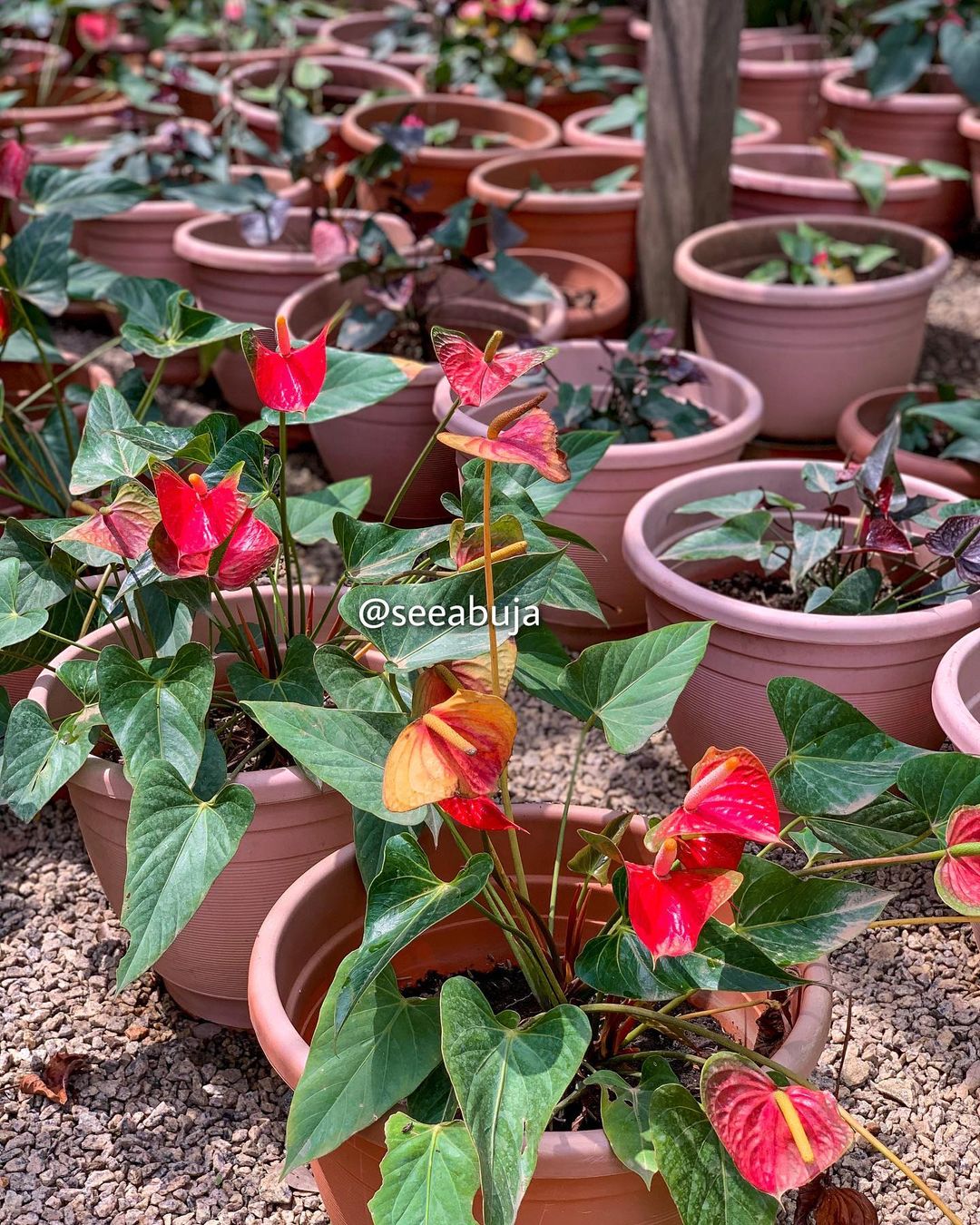 Things To Do At Sarius Palmetum Garden - Ou Travel & Tour