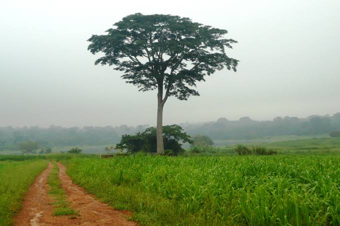 The Sacred Iroko Tree: Igbo Legends of Nature’s Power - Ou Travel & Tour